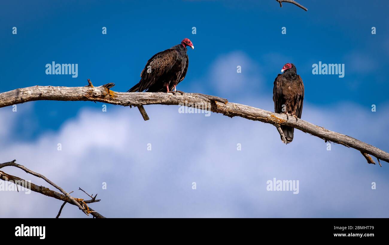 Vultures in a tree with blue sky and a tree branch Stock Photo - Alamy