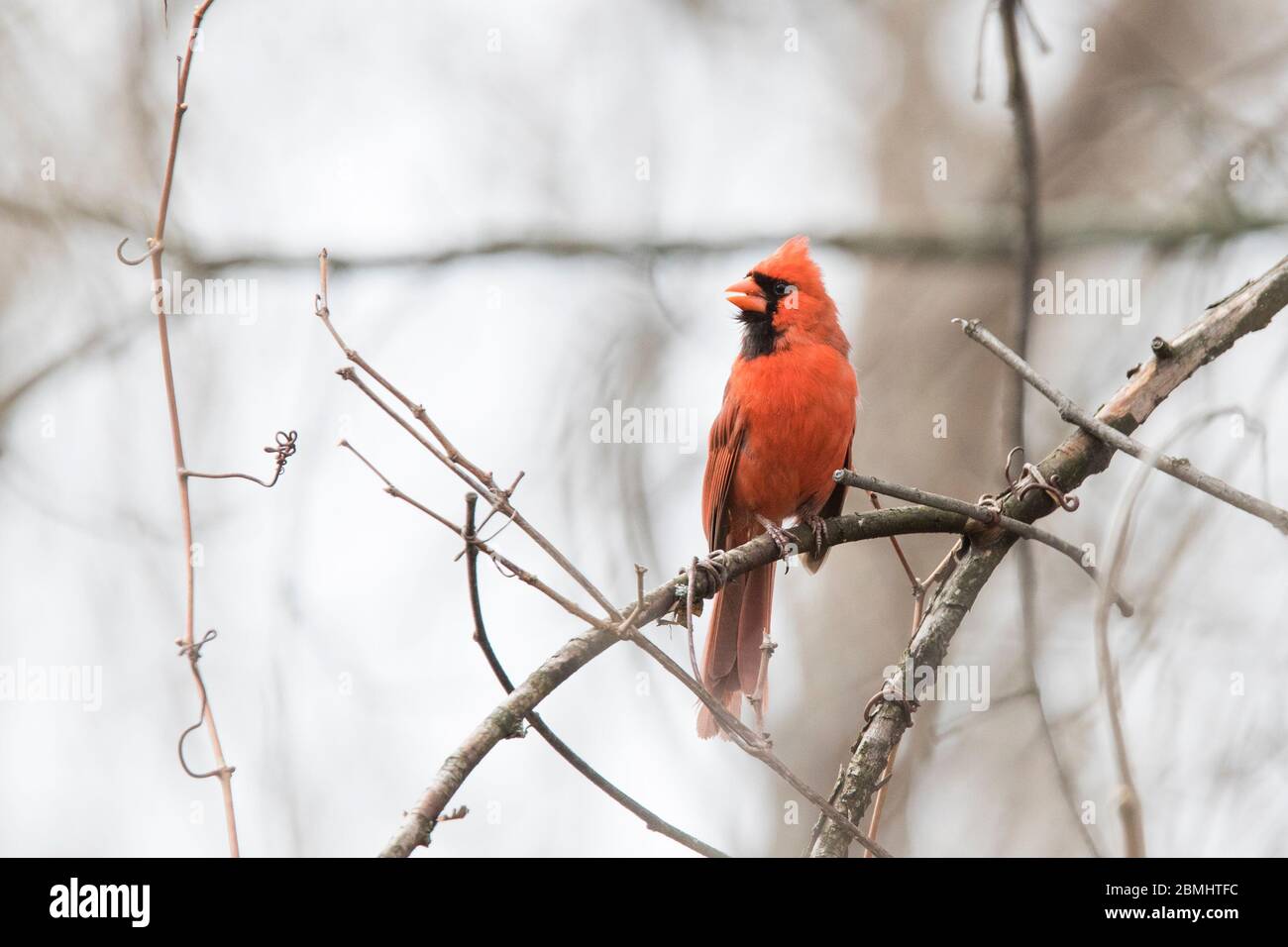 northern cardinal male in spring Stock Photo - Alamy