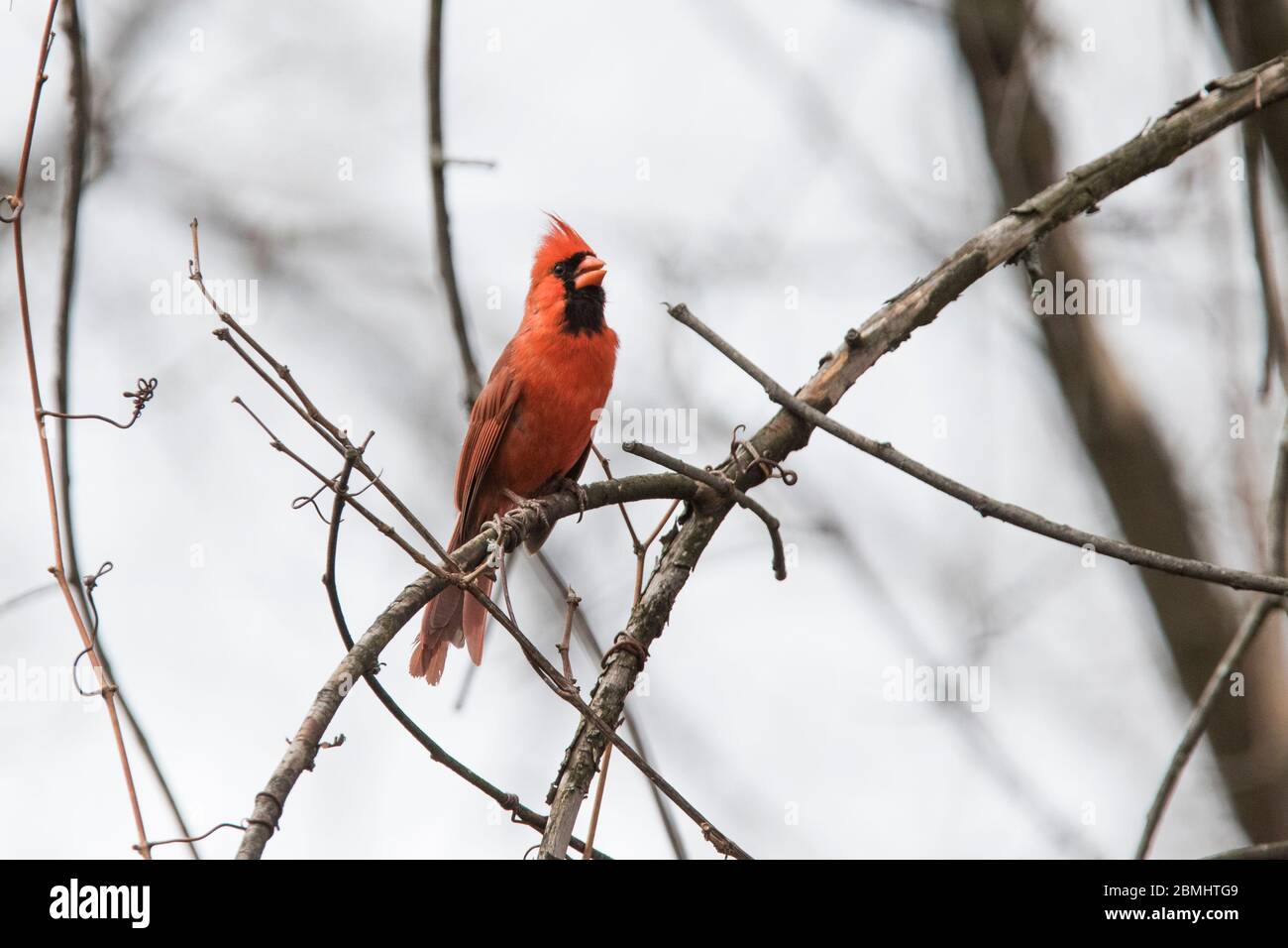 northern cardinal male in spring Stock Photo - Alamy