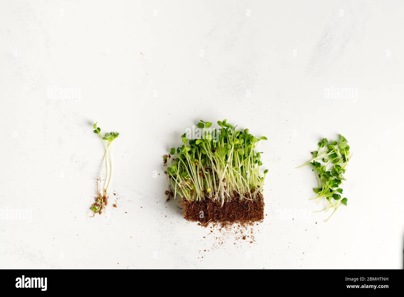 Fresh growing natural organic microgreen with opened roots on a light ...