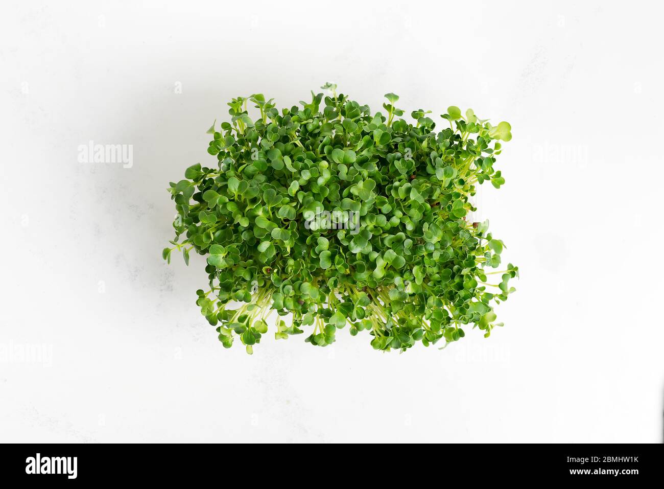 Fresh growing natural organic microgreen with opened roots on a light ...
