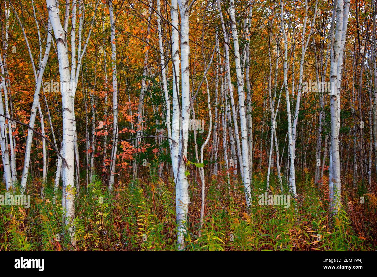 White fall birch trees with autumn leaves in background Stock Photo - Alamy