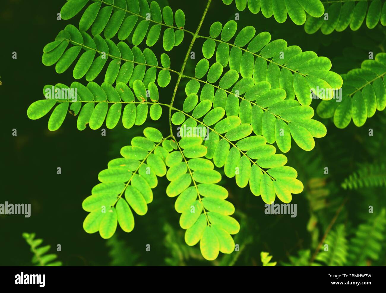 Soft green leaves background hi-res stock photography and images - Alamy
