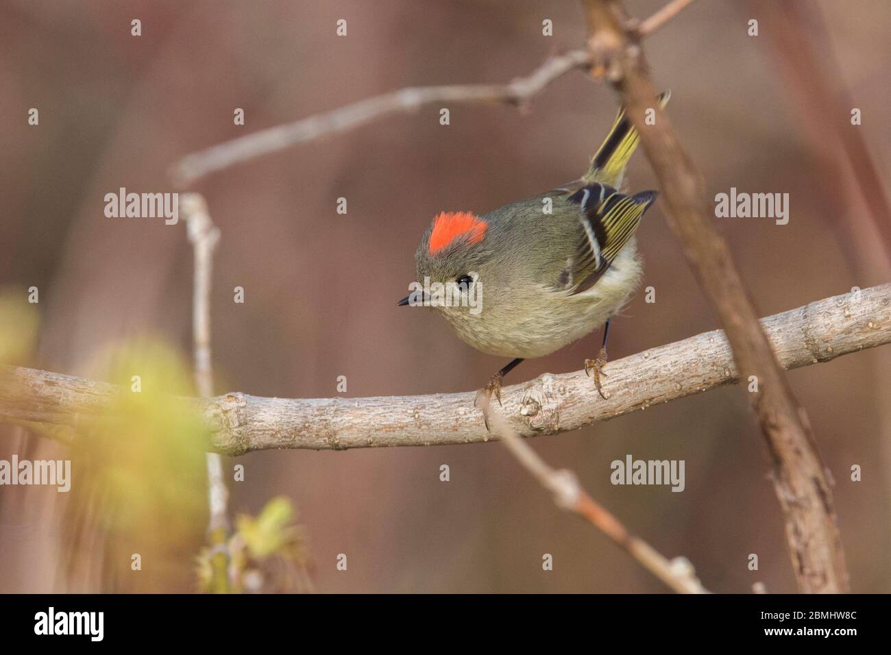 ruby-crowned kinglet (Regulus calendula Stock Photo - Alamy