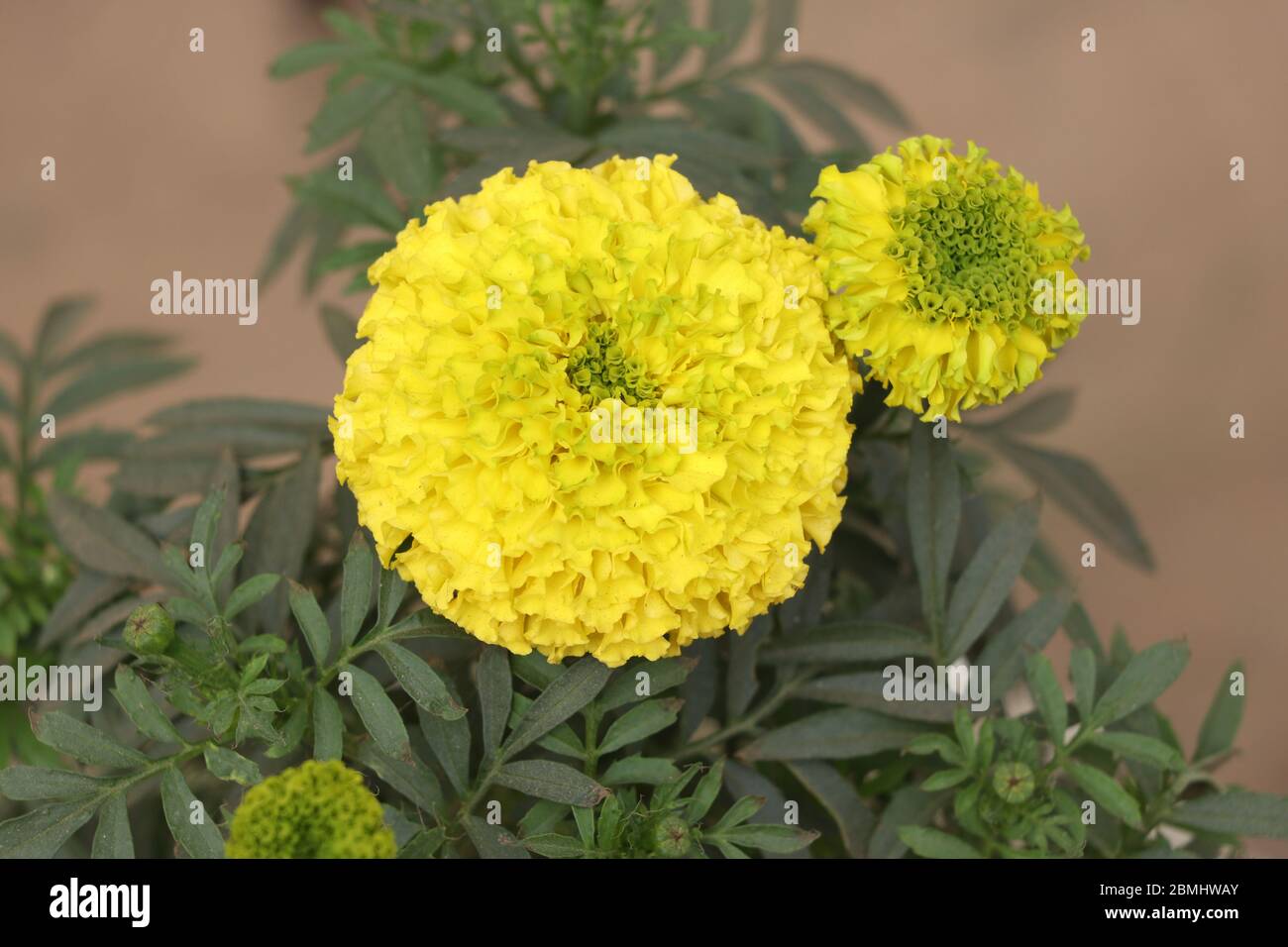 Marigold Flower (gada flower) top view in the garden, Gold Marigold ...