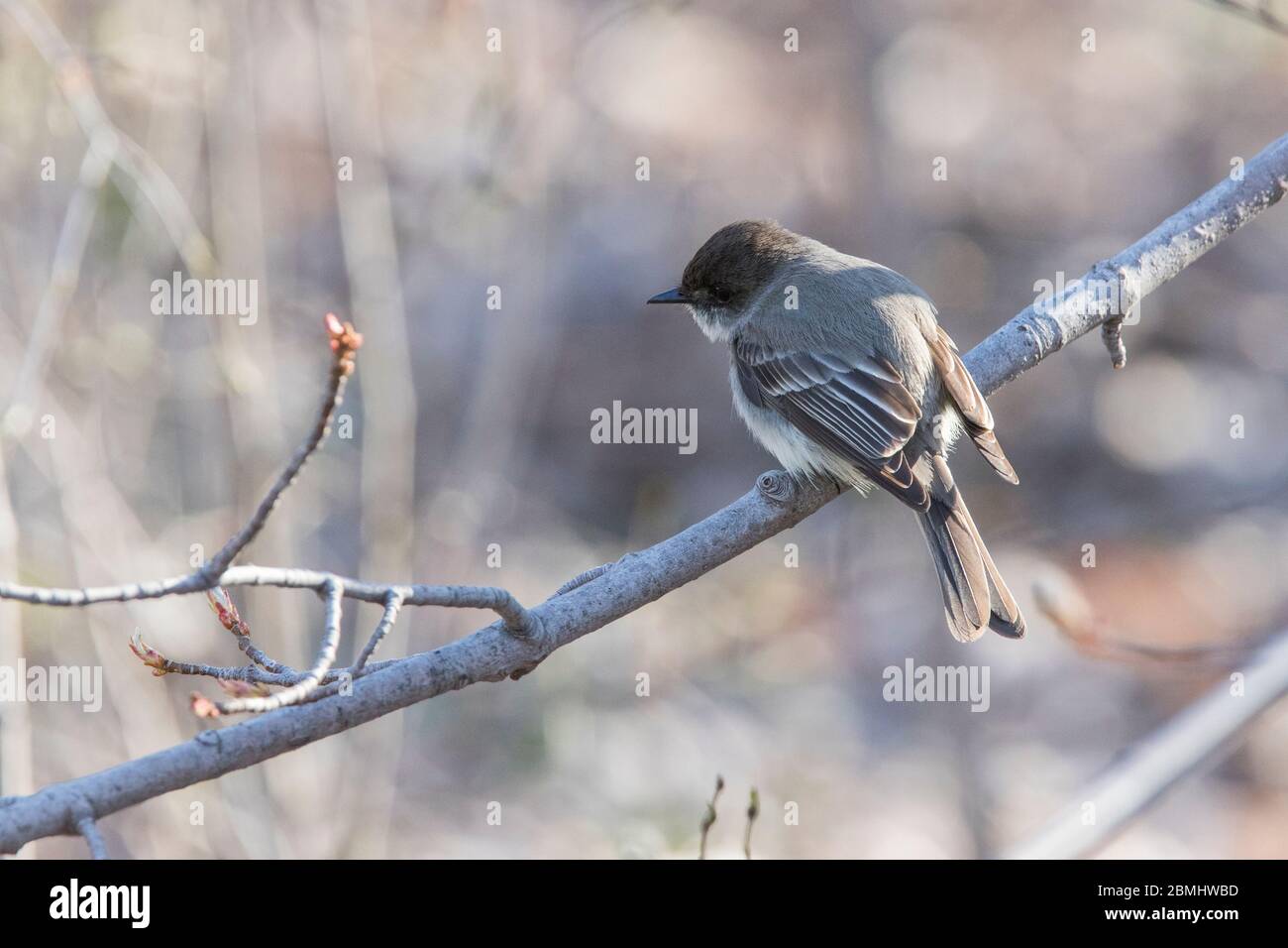 eastern phoebe (Sayornis phoebe) in spring Stock Photo - Alamy