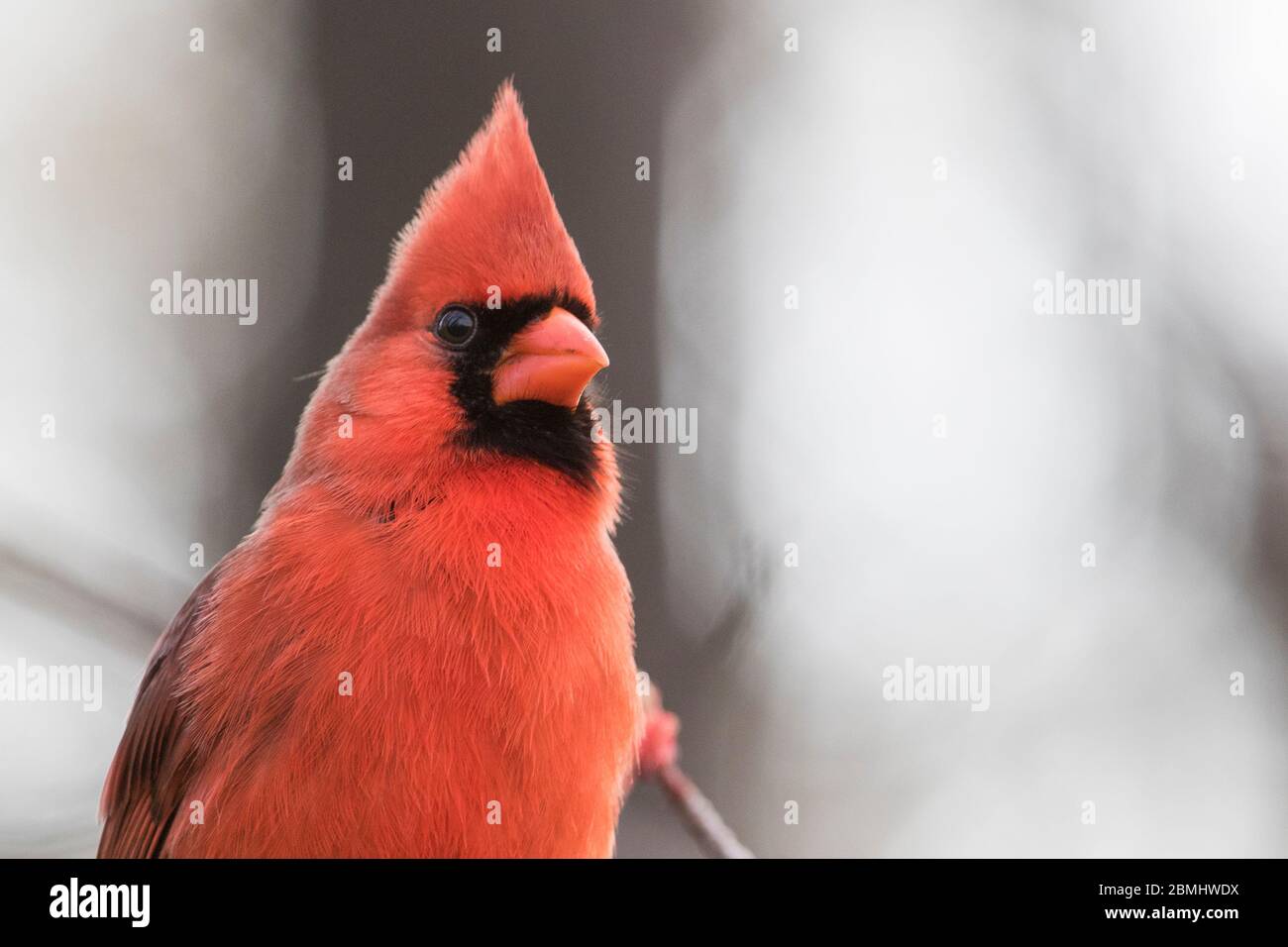 Louisiana cardinal hi-res stock photography and images - Alamy