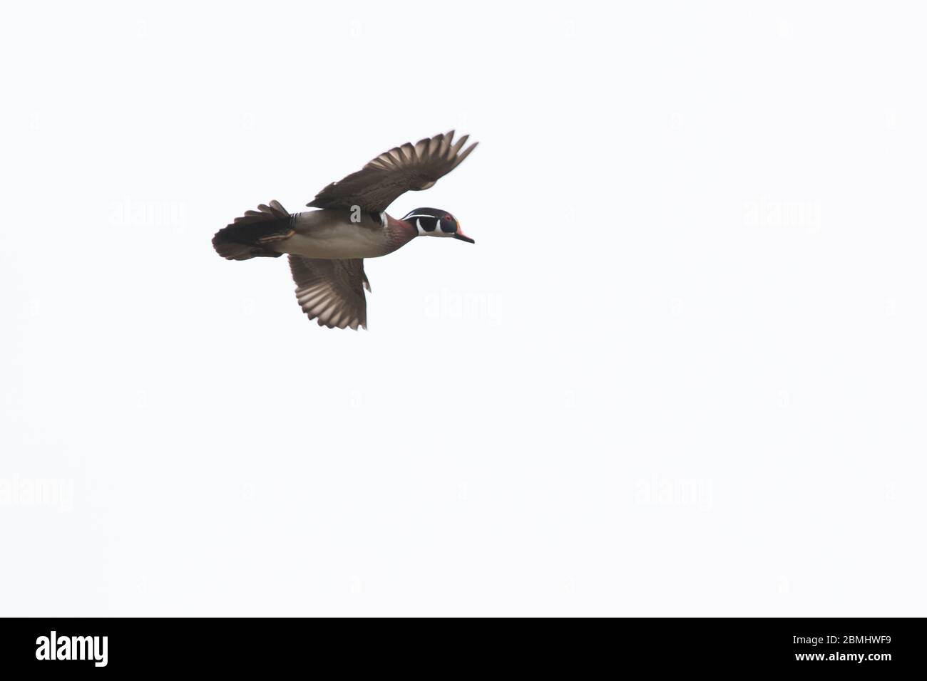 Mandarin duck spring plumage Cut Out Stock Images & Pictures - Alamy