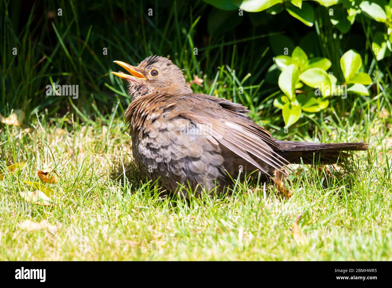 Female Blackbird enjoying the sunshine Stock Photo - Alamy