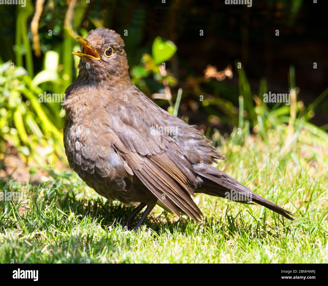 Sunbathing blackbird hi-res stock photography and images - Alamy