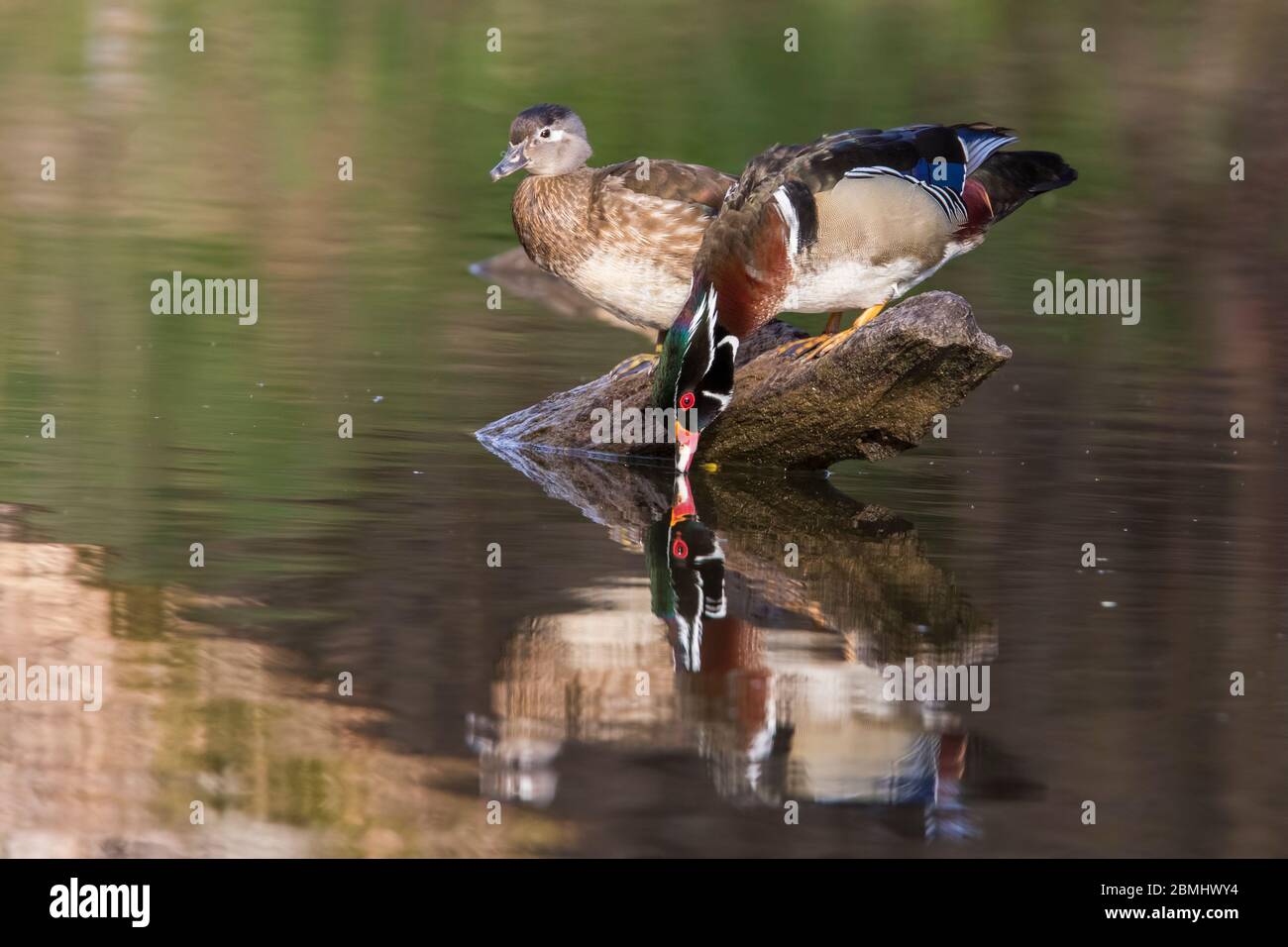 wood duck (Aix sponsa) in spring Stock Photo - Alamy