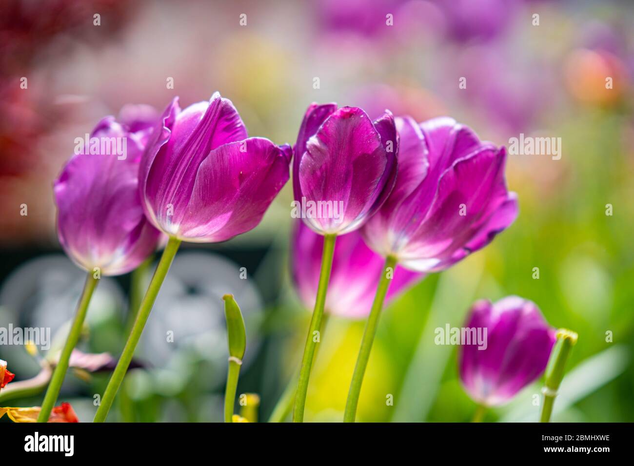 Purple tulips flower field hi-res stock photography and images - Alamy