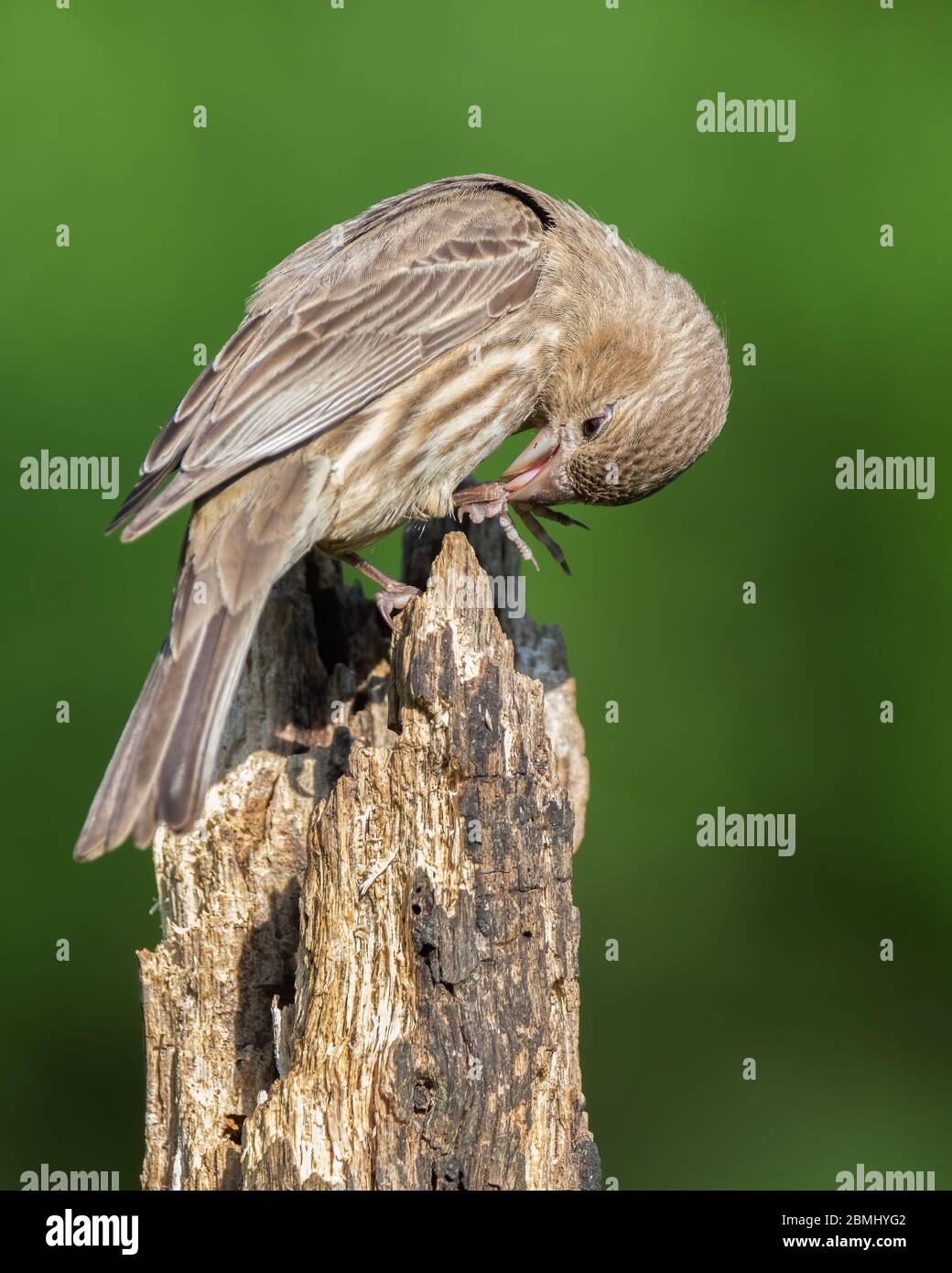 A female house finch tending to her foot Stock Photo - Alamy