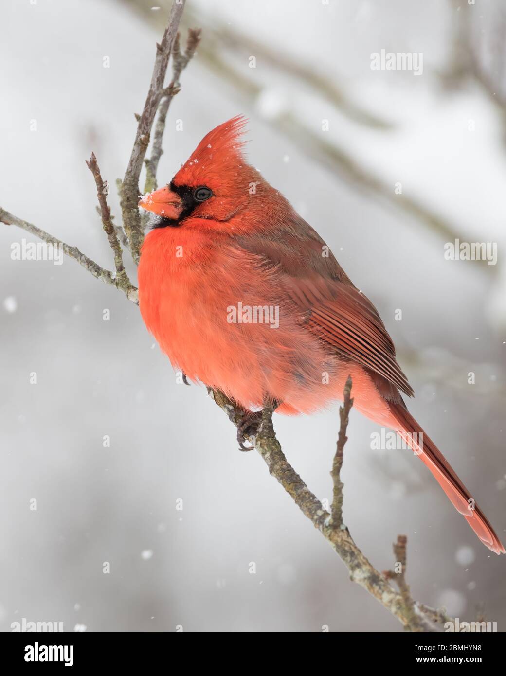 Red cardinal snow hi-res stock photography and images - Alamy
