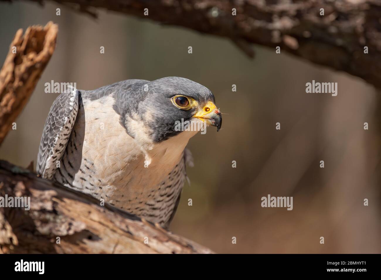 Birds with talons hi-res stock photography and images - Alamy