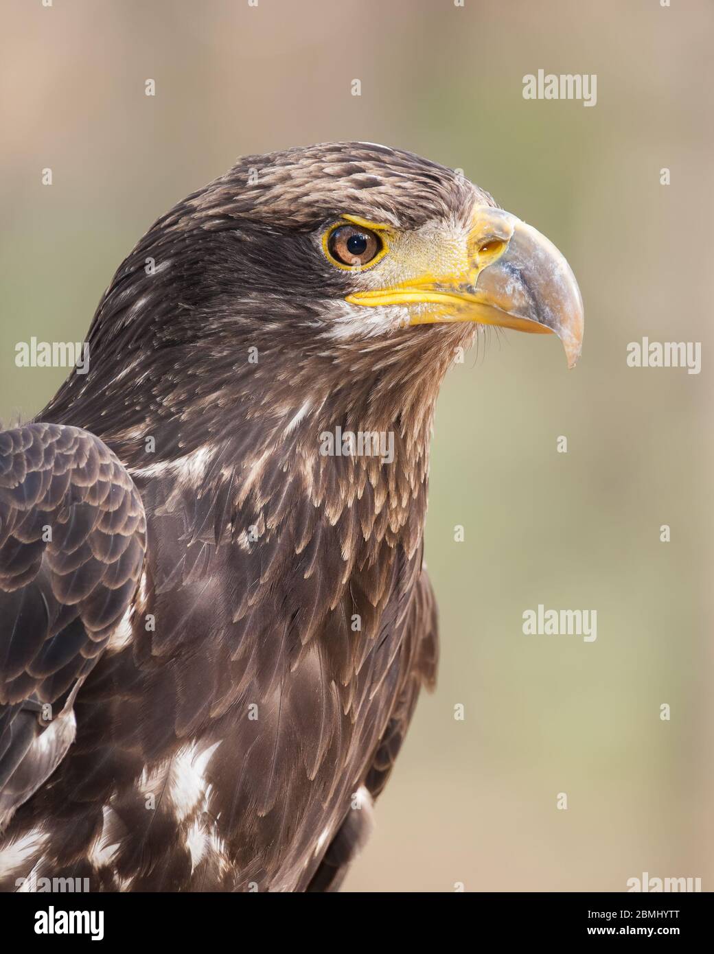 Juvenile american bald eagle hi-res stock photography and images - Alamy