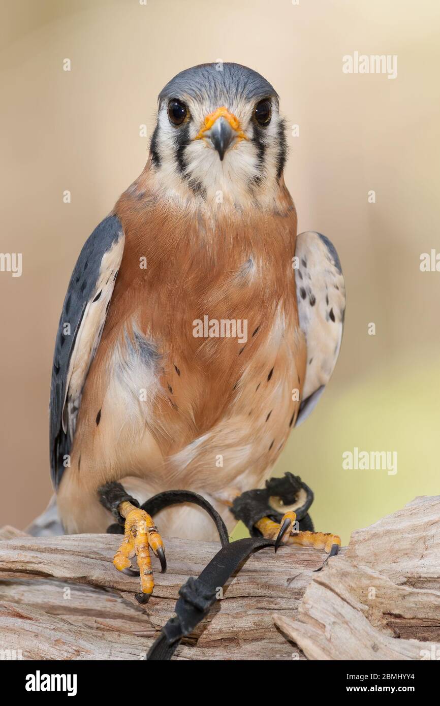 American kestrel falcon hi-res stock photography and images - Alamy