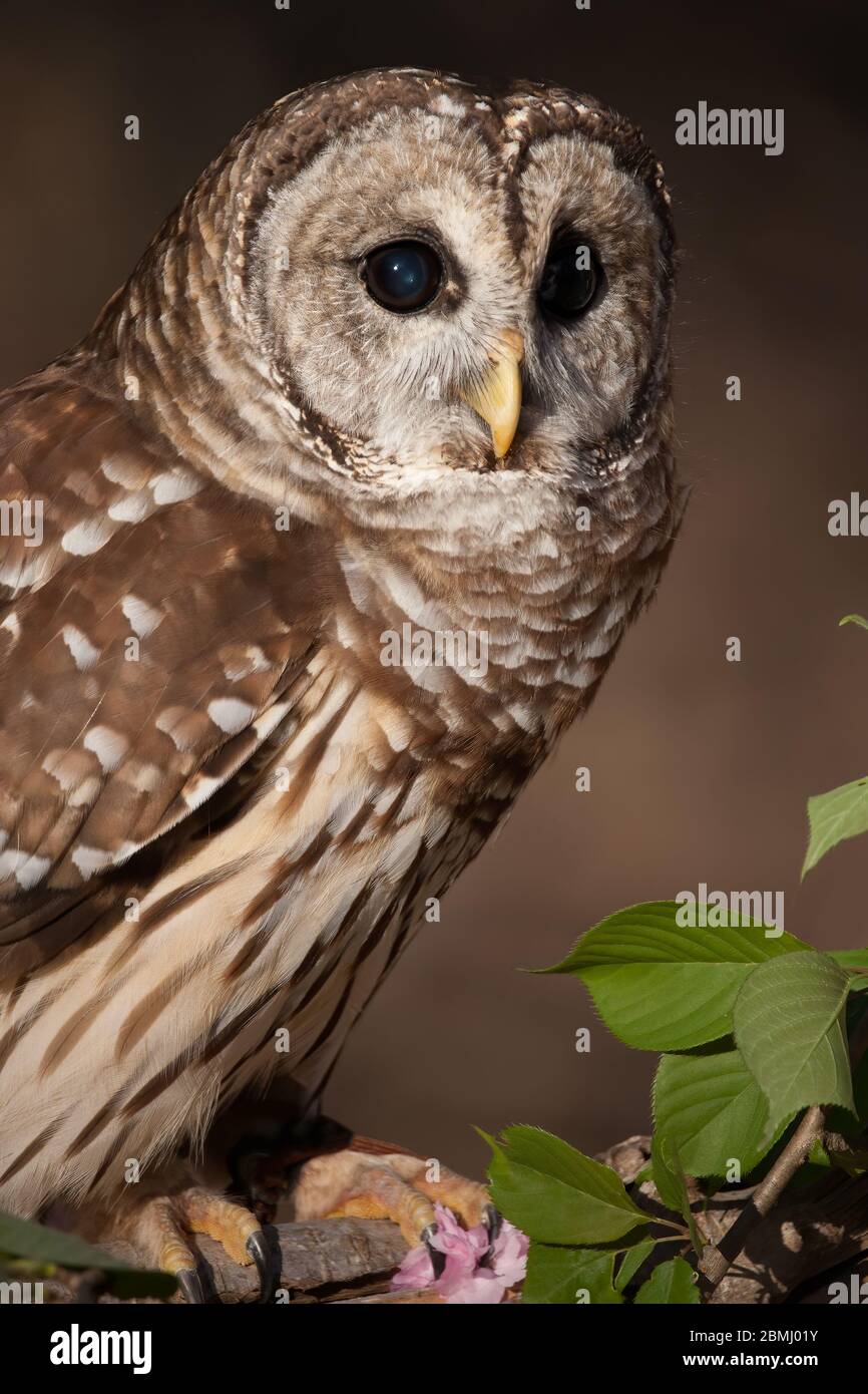 Barred owl portrait on hi-res stock photography and images - Alamy