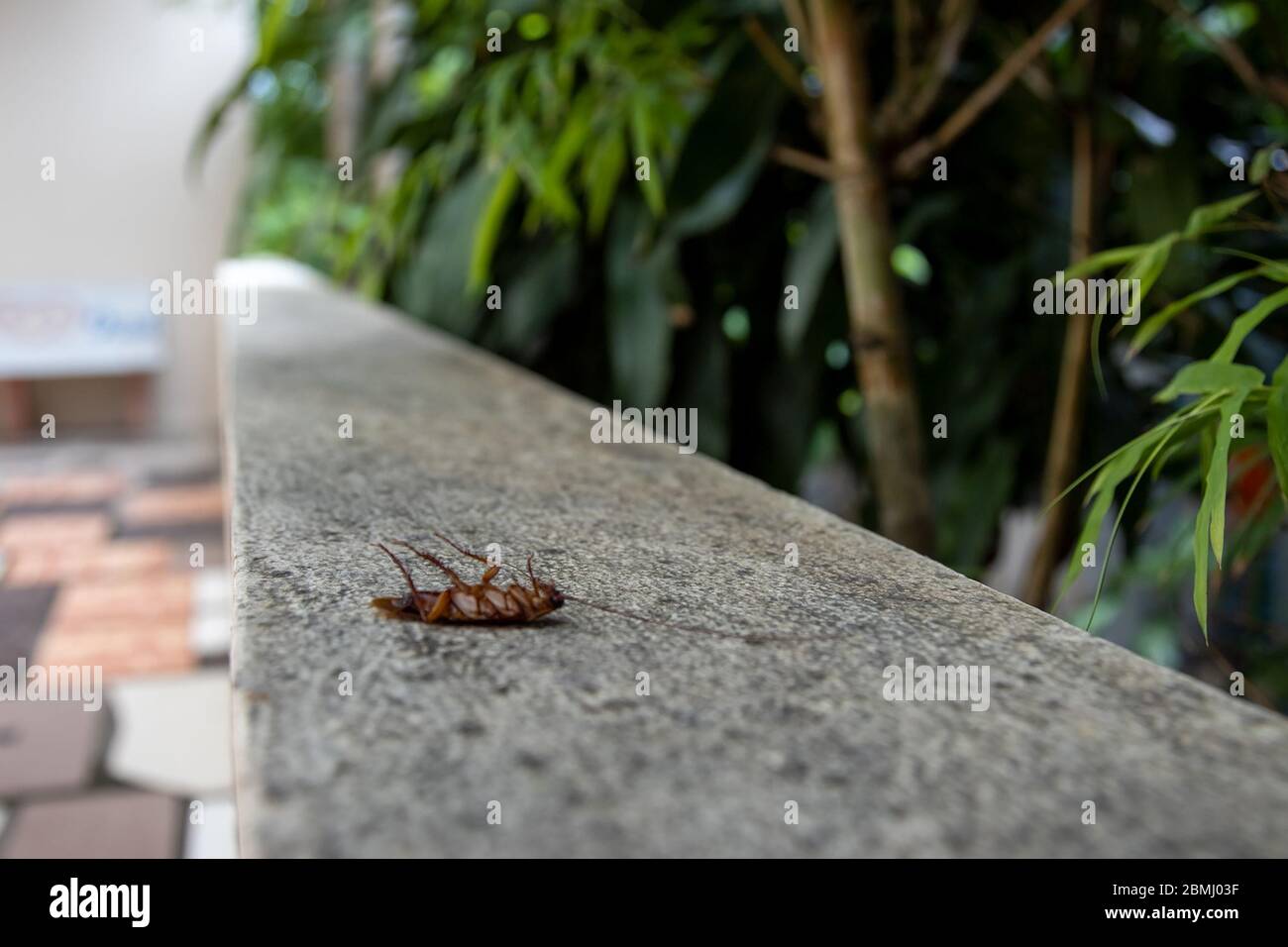 big dead orange cockroach lies paws up poisoned by chemical anti-insect ...