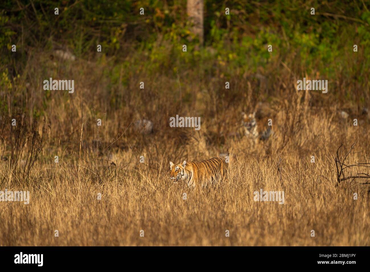 Wild tiger in action and stalking prey walking in grass. A tiger ...