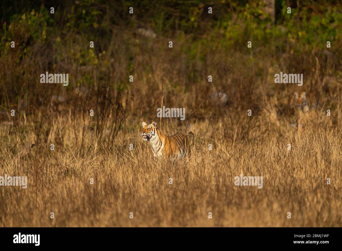 Wild tiger in action and stalking prey walking in grass. A tiger ...