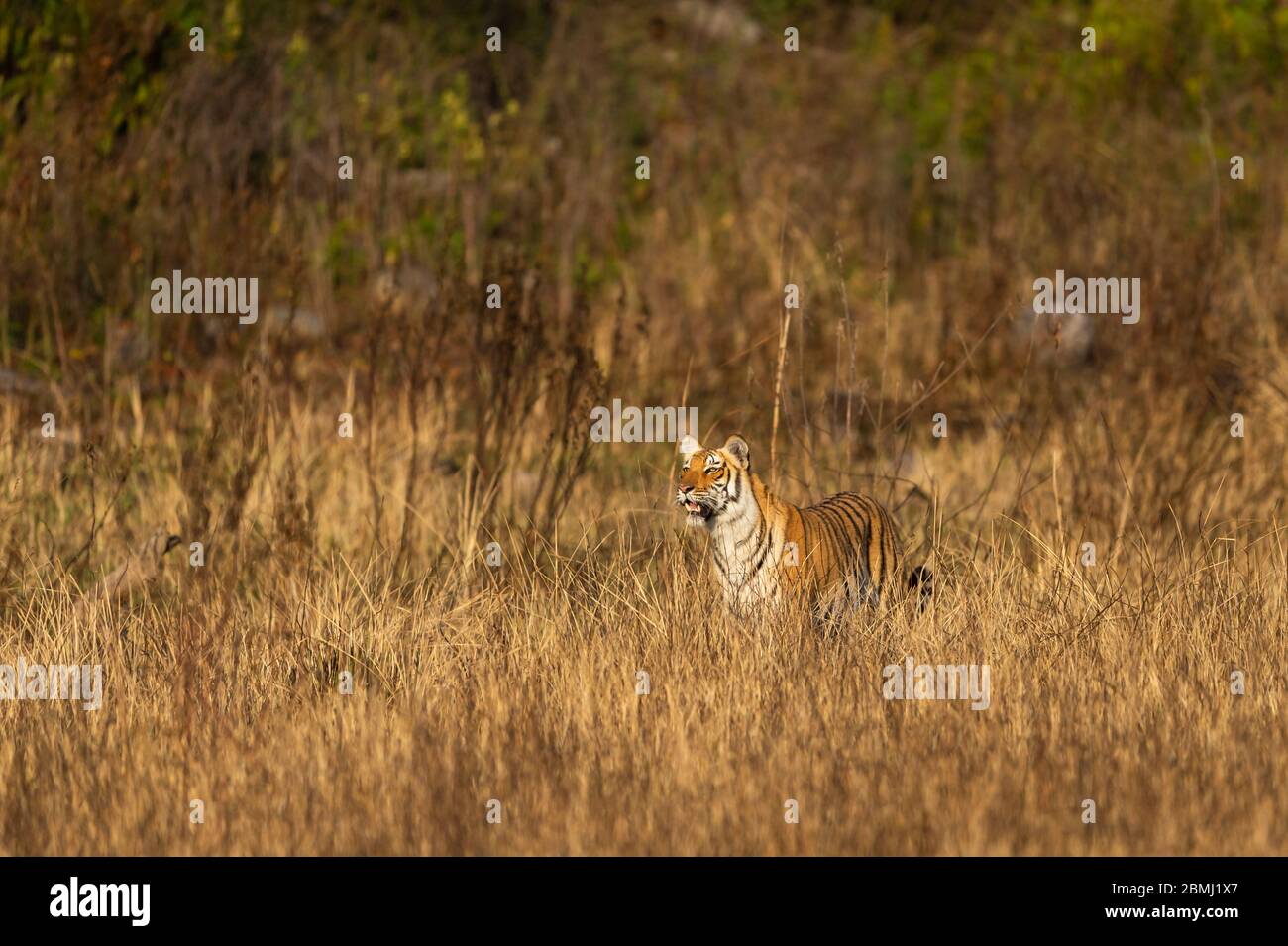 A tiger stalking its prey hi-res stock photography and images - Alamy