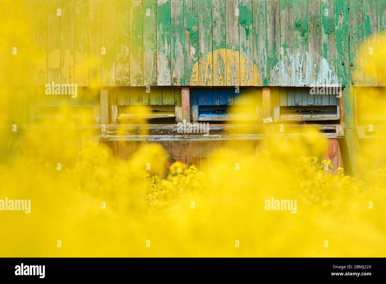 Close up of bee hives on ecological field Stock Photo - Alamy