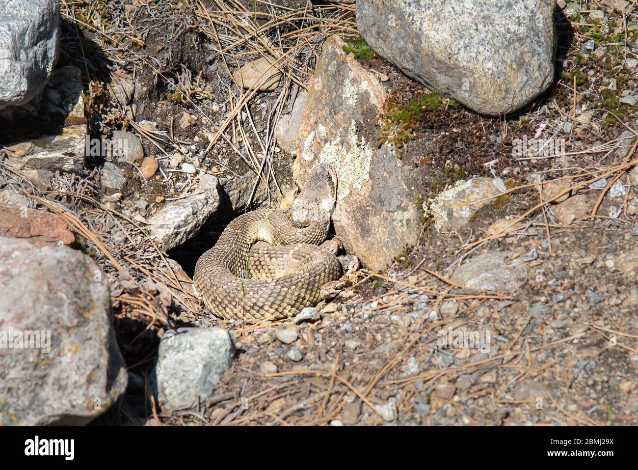 Snake den hi-res stock photography and images - Alamy