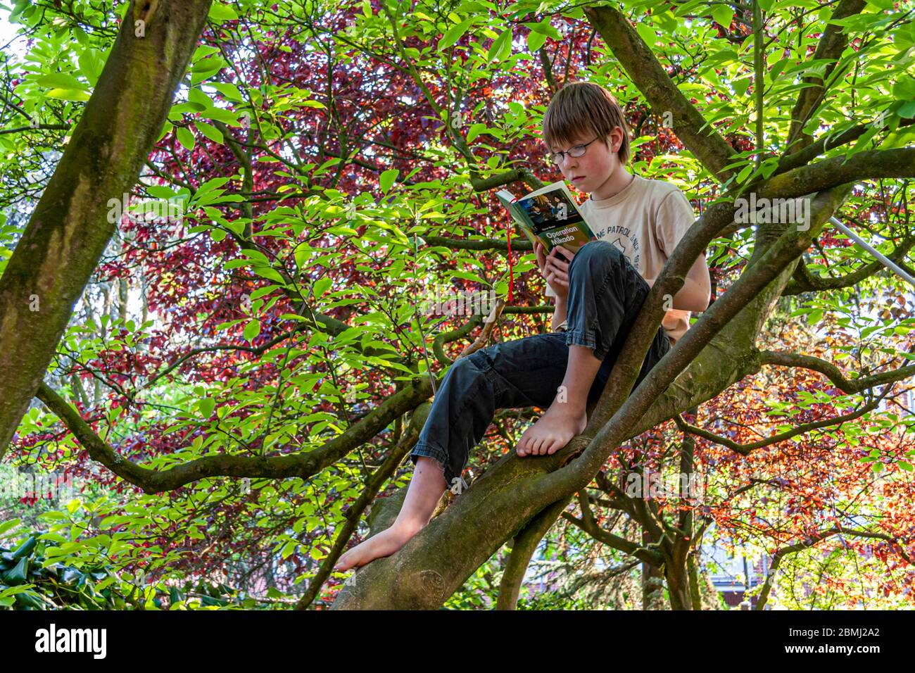 Magnolia tree reading: Operation Mikado. Young Boy sitting in a Tree ...