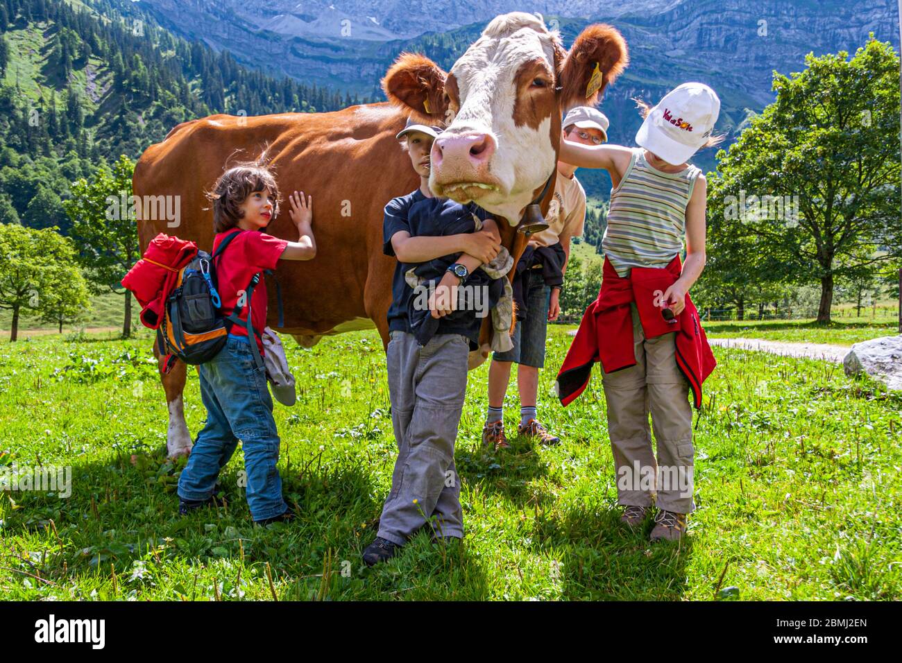 Children hugging a Cow in the Austrian Alps near Schwaz, Austria Stock ...