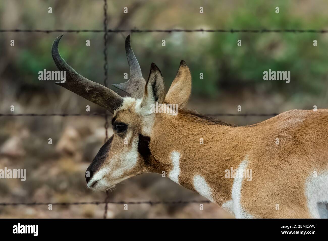 Pronghorn, Antilocapra americana, contemplating getting through barbed ...