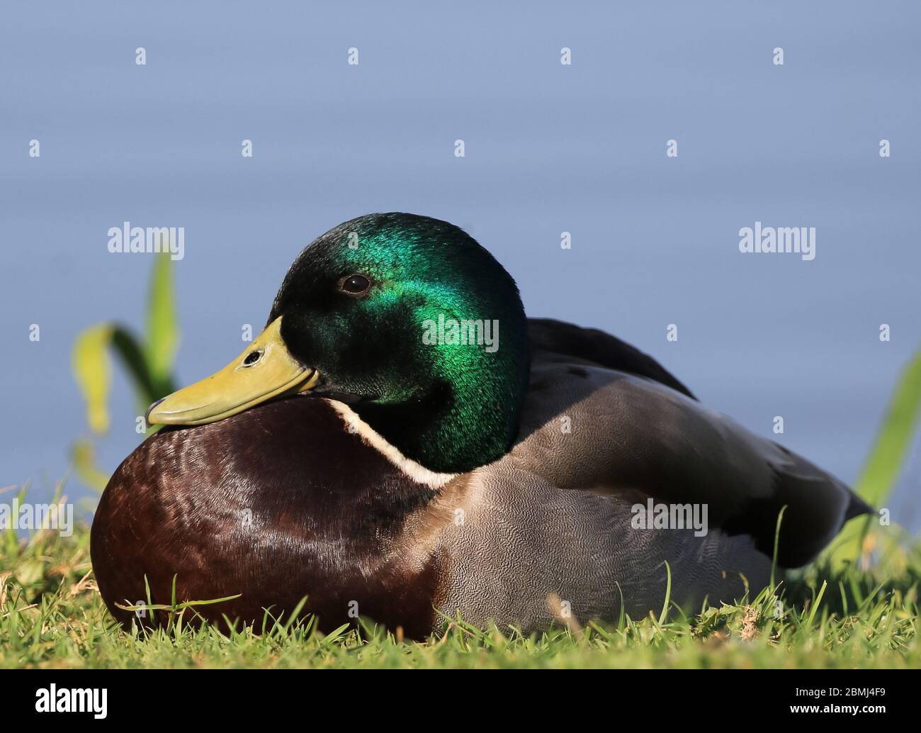 Male Mallard Resting Stock Photo - Alamy