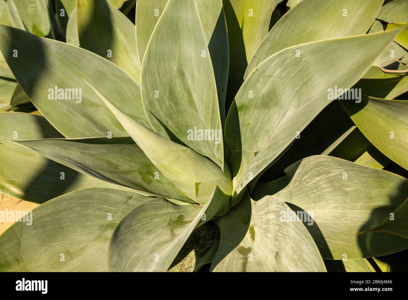 thick broad leaves, thick leaves, patterns in nature, spiral aloe ...