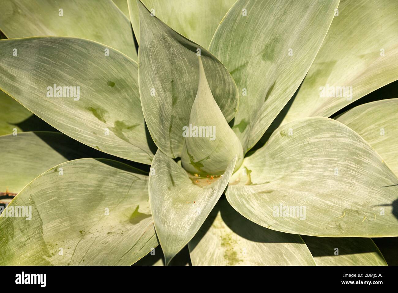 thick broad leaves, thick leaves, patterns in nature, spiral aloe ...