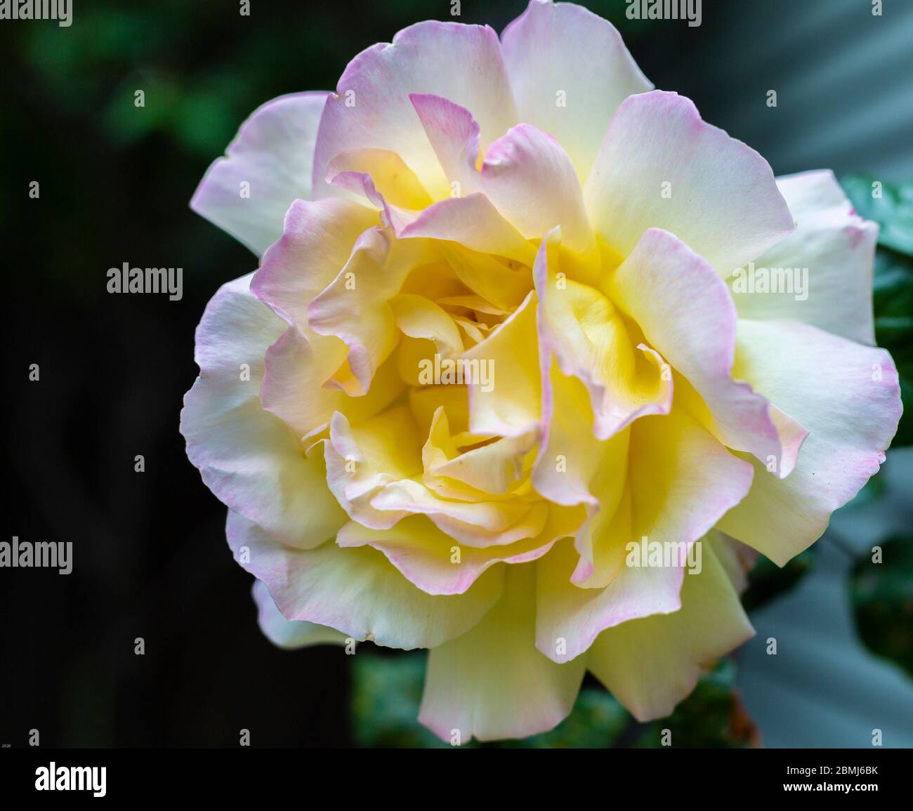 Variegated Pink Yellow Rose High Resolution Stock Photography and ...