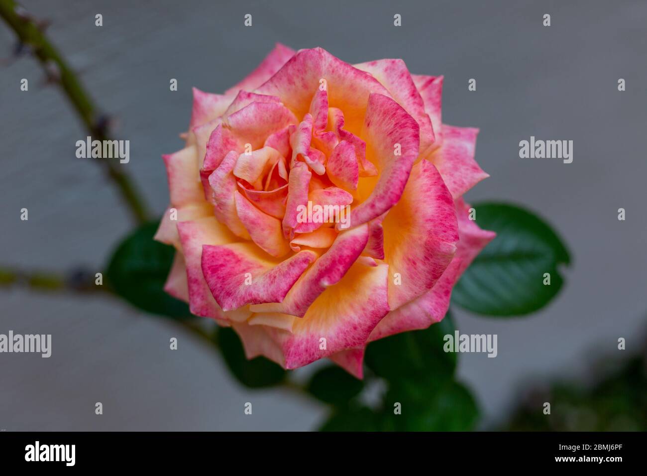 Variegated rose hi-res stock photography and images - Alamy