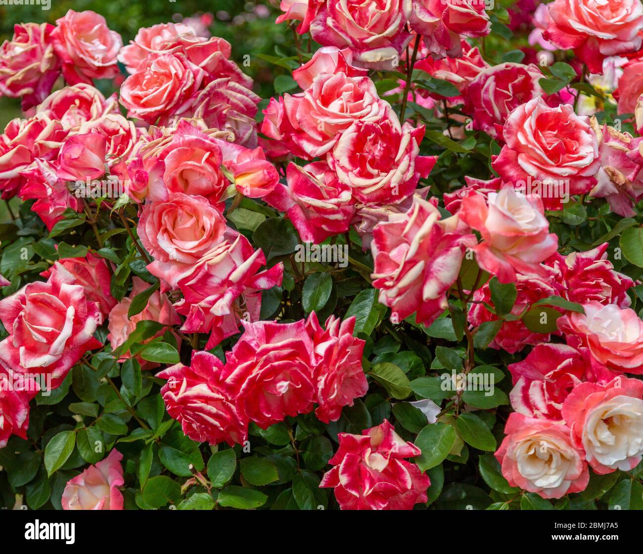Clusters of red and white bi-colored roses as seen from above Stock ...