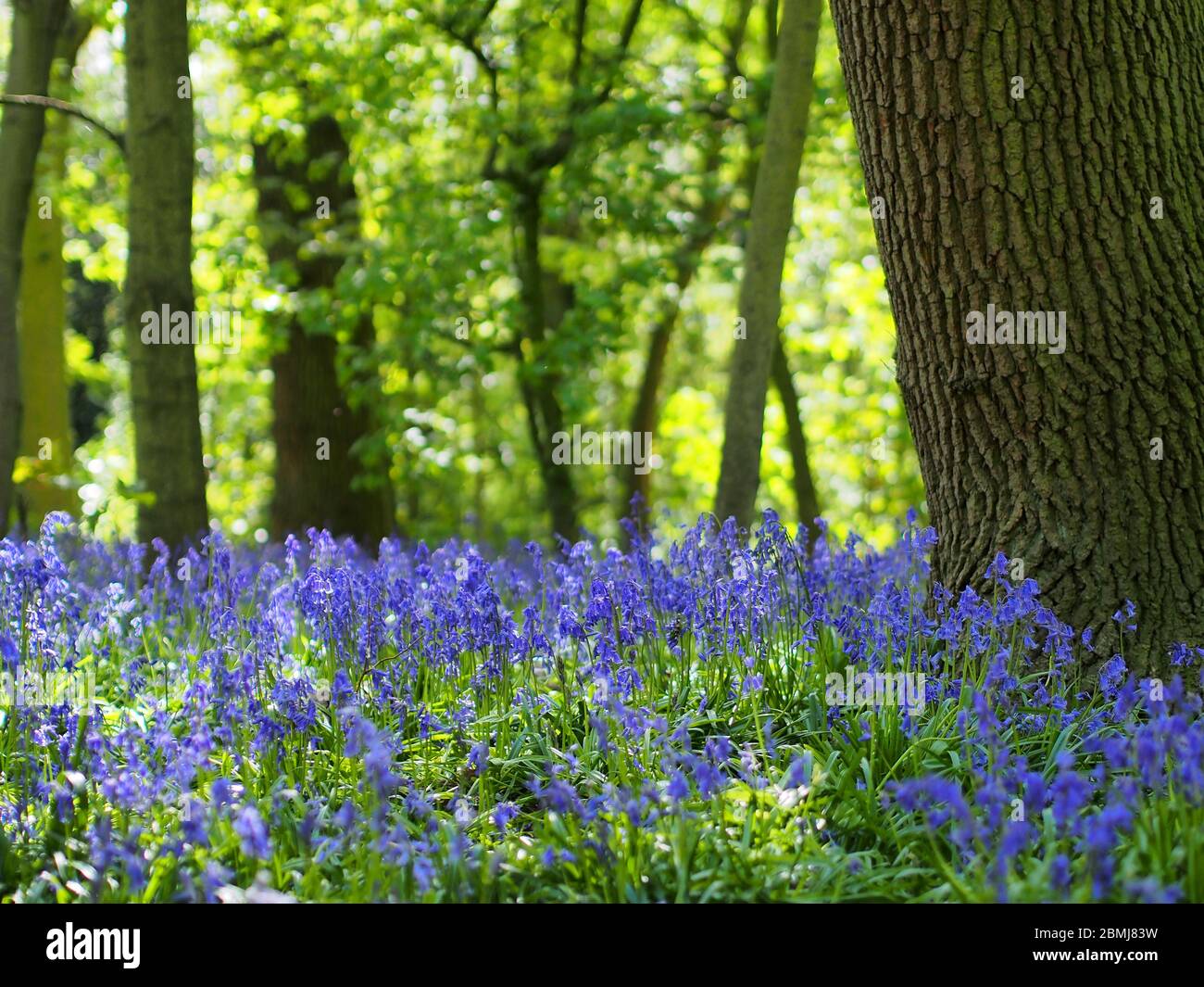 Stunning view of English bluebells in English woodland at Grangewood ...