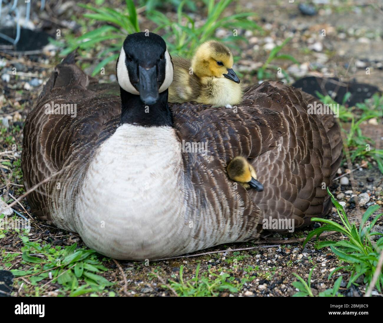 Mother goose and newly born in Brooklyn industrial area goslings during ...