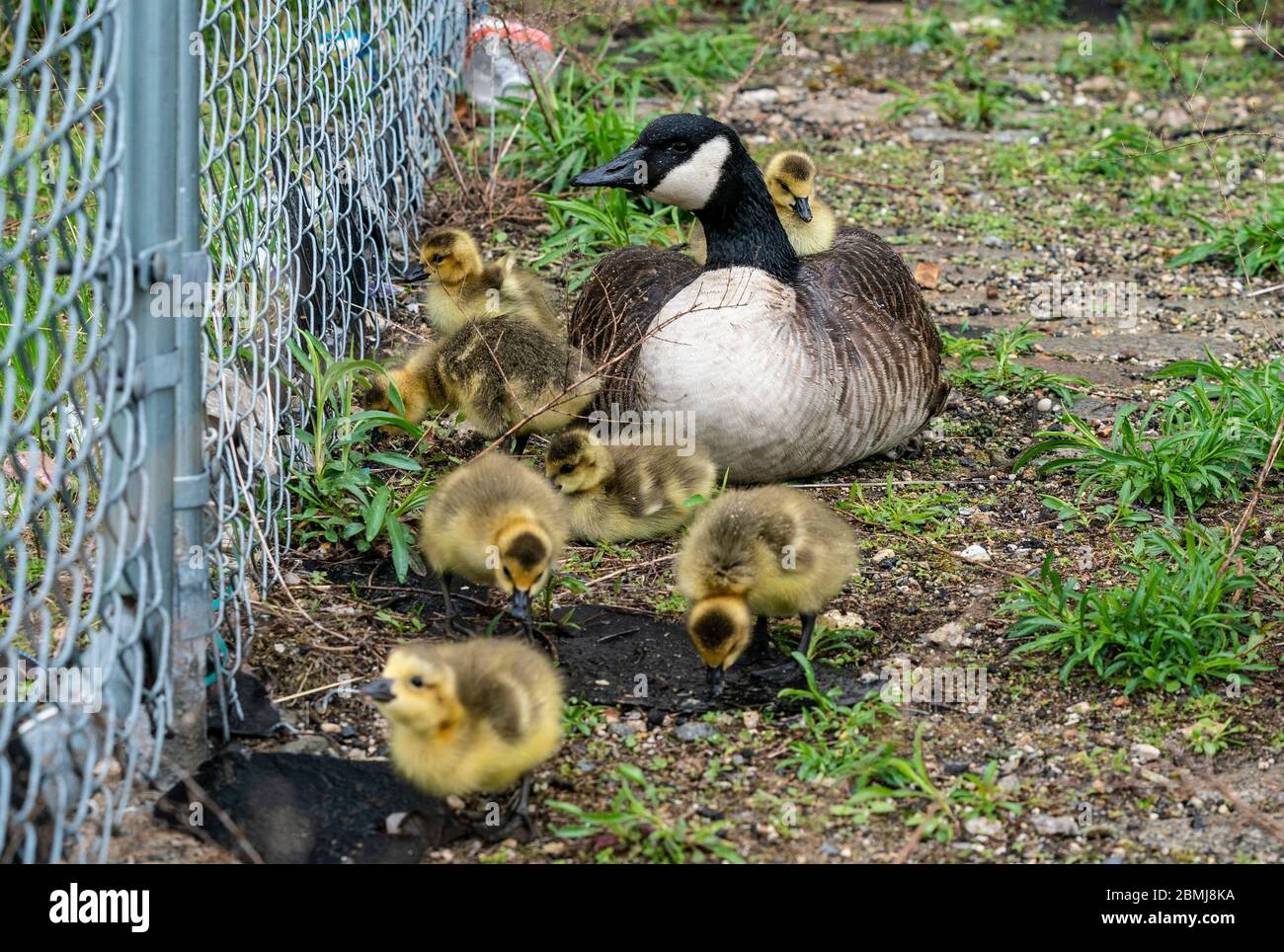 Mother goose and newly born in Brooklyn industrial area goslings during ...