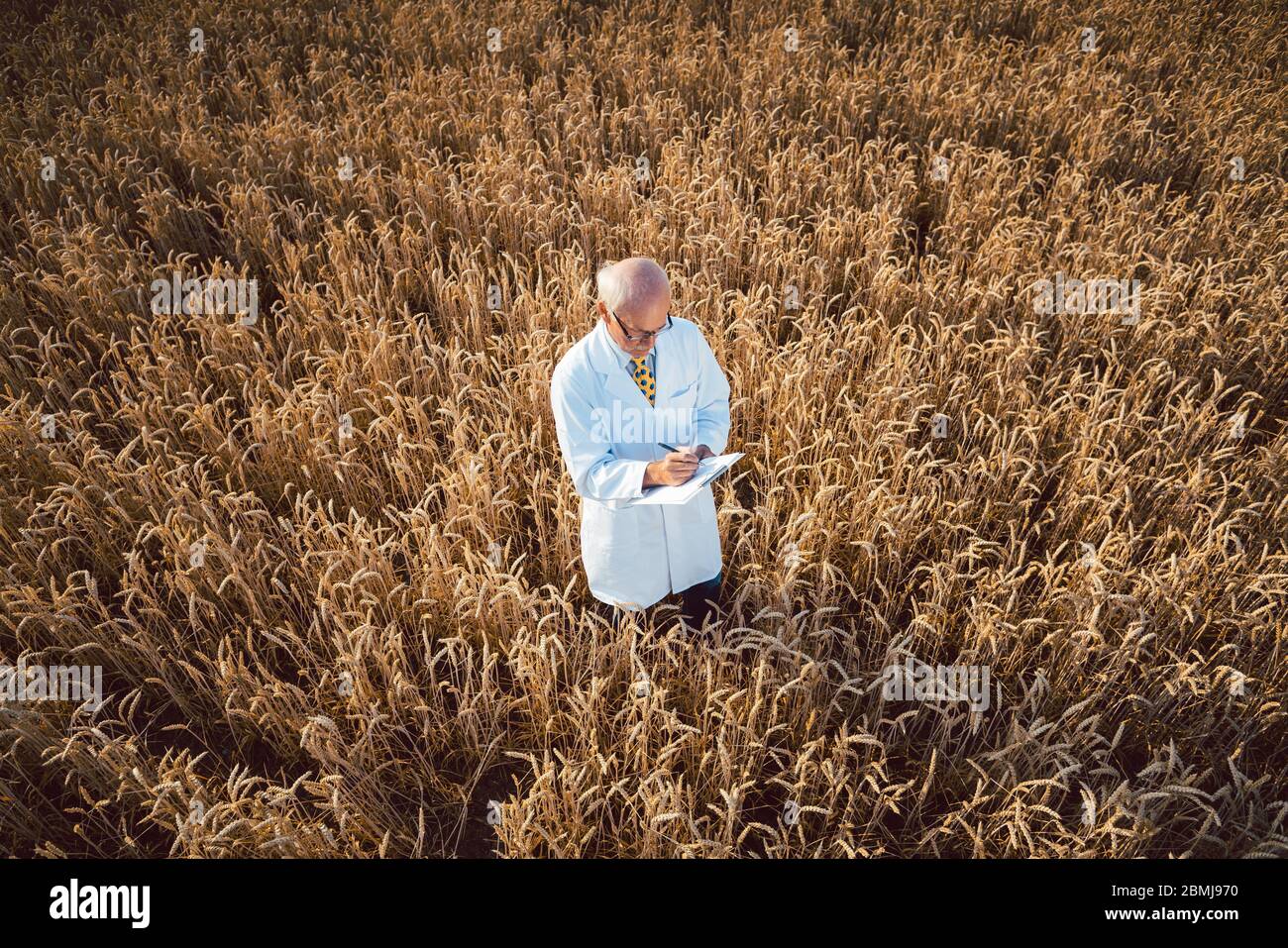 Scientist doing field test of new GMO grain for better yield Stock ...