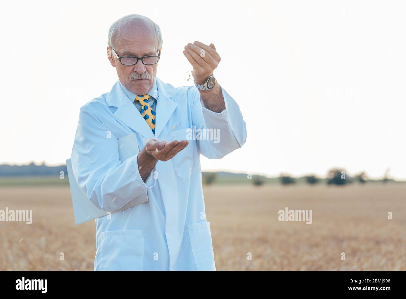 Agricultural scientist looking for quality of new seeds Stock Photo - Alamy