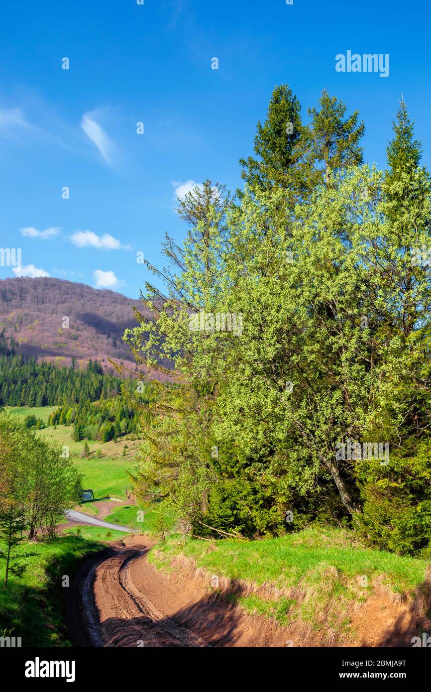 beautiful nature mountain scenery. path through forest on grassy hills ...