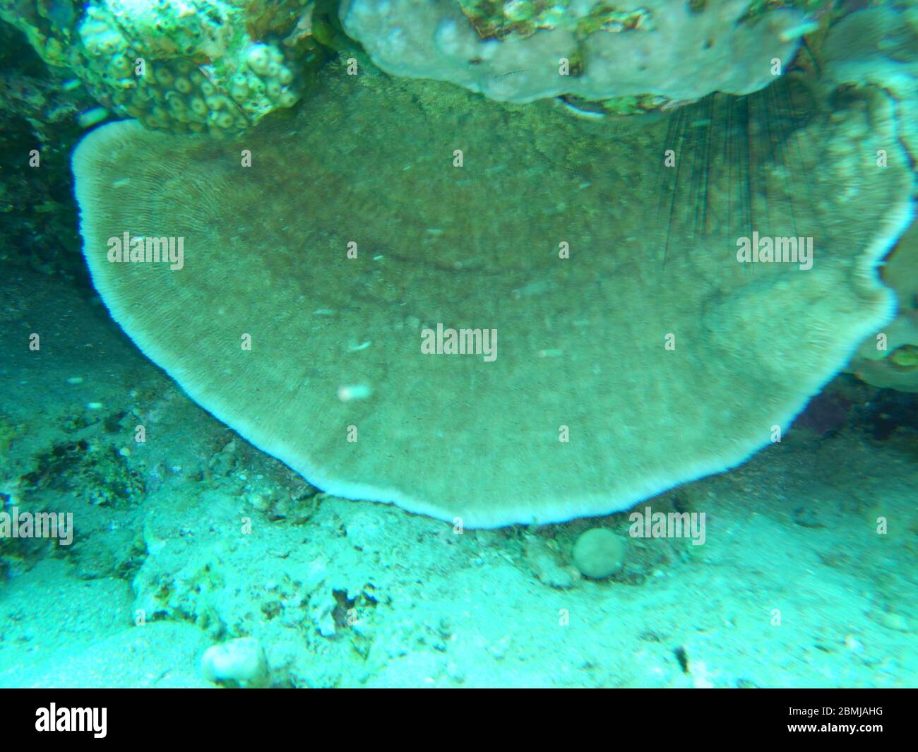 Coral Reef Ecosystem Stock Photo - Alamy