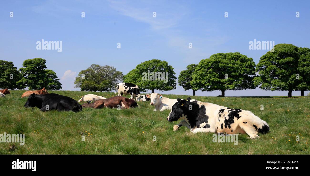 Cows on Beverley Westwood common grazing land rural Yorkshire UK Stock ...