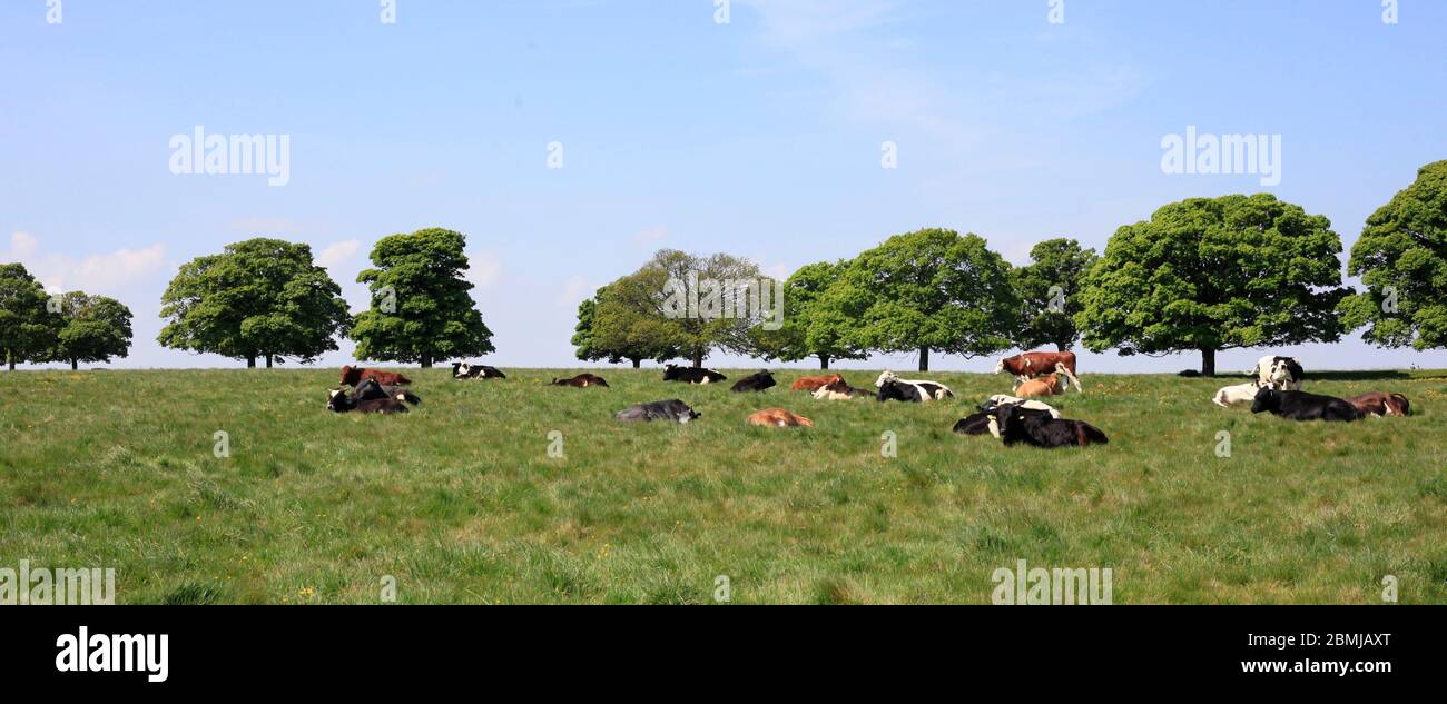 Westwood Common High Resolution Stock Photography and Images - Alamy