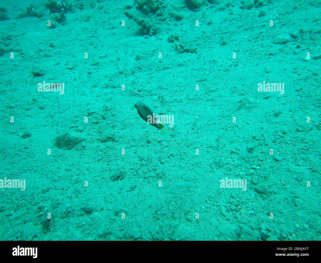 Coral reef fishes in ras mohammed national park hi-res stock ...