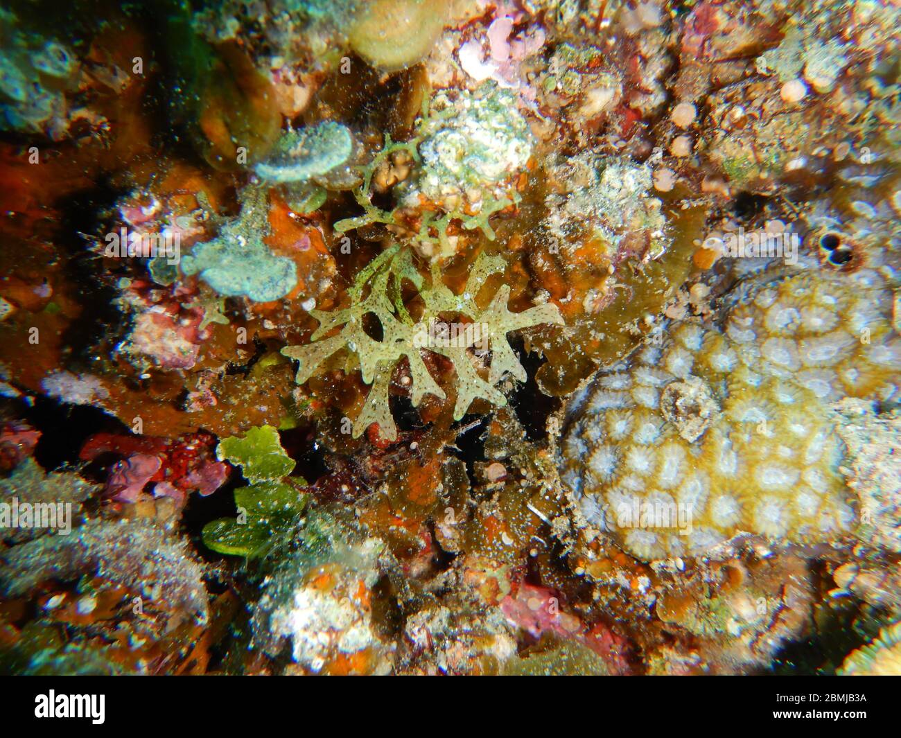 seaweeds, Algae, Macroalgae Stock Photo - Alamy