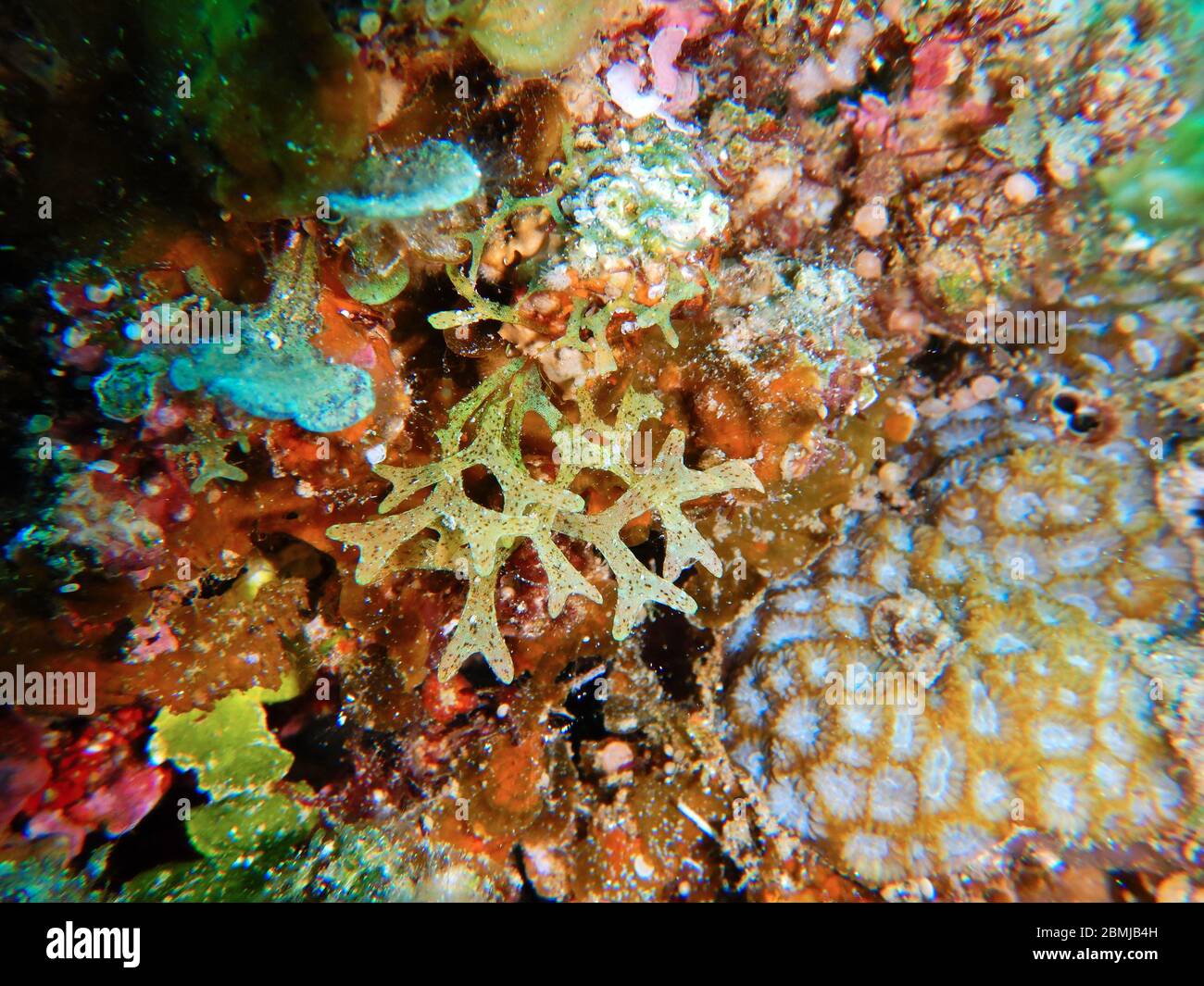 seaweeds, Algae, Macroalgae Stock Photo - Alamy
