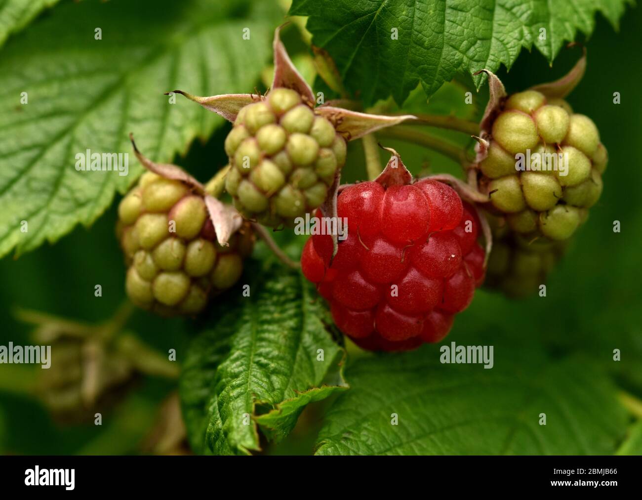 Raspberries on vine hi-res stock photography and images - Alamy